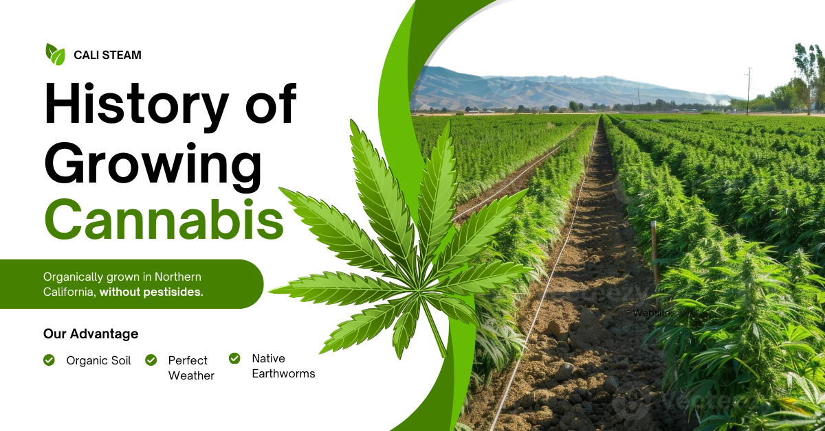 History of Cannabis 420 – Cali Steam Distro | THCA Space Rocks ...